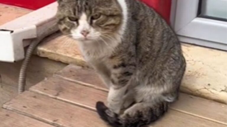 Emocionante! Gato com patinha amputada é adotado e tutora conta ...