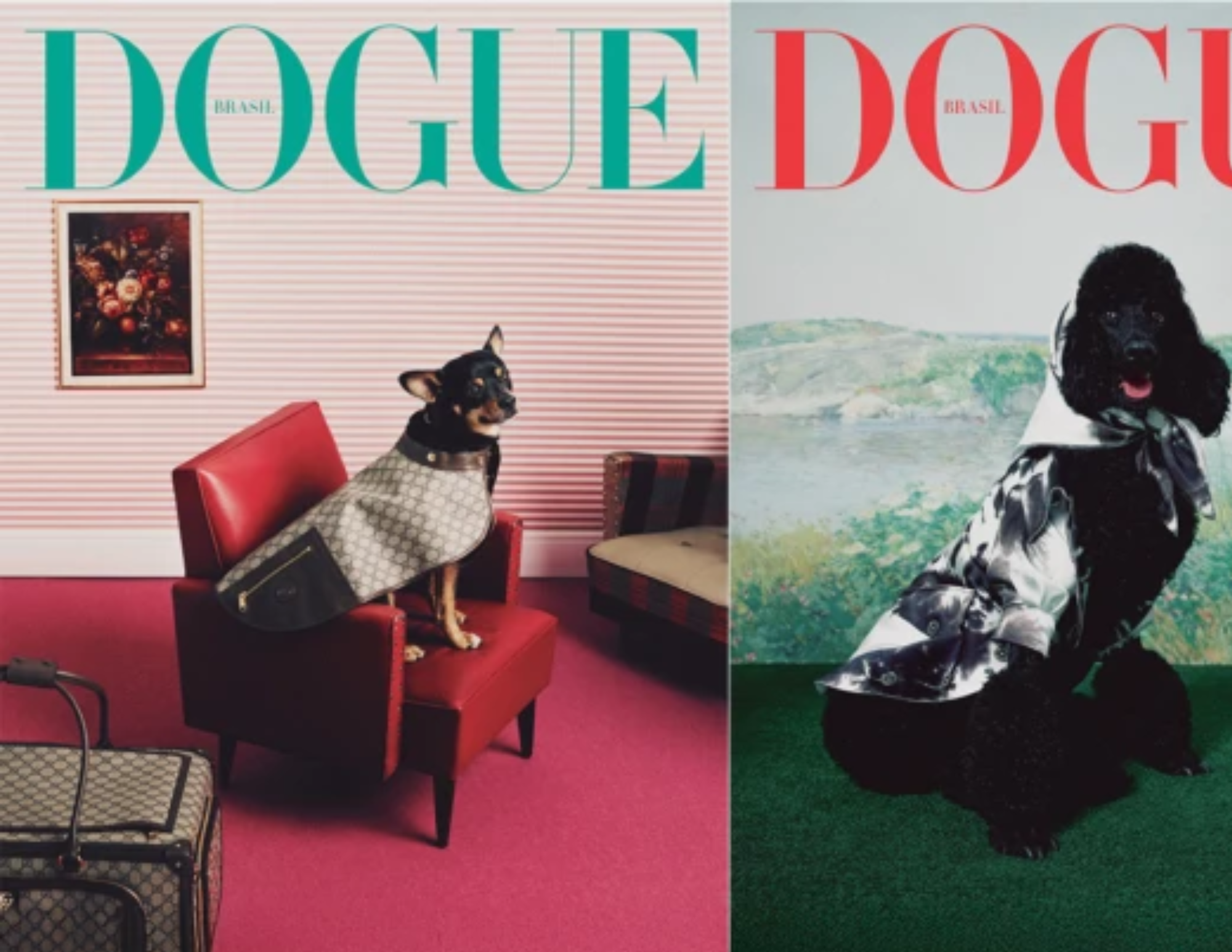 Conheça Dogue, a revista Vogue para os pets